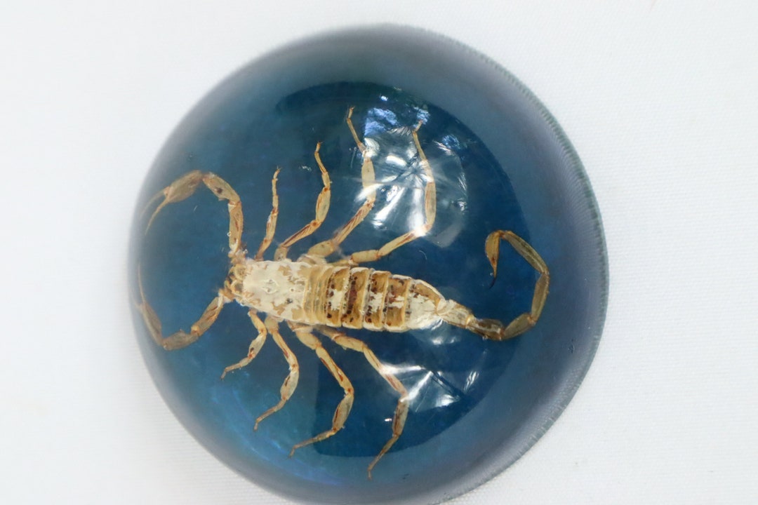 Vintage Scorpion Paperweight Real Insect Lucite Acrylic Taxidermy ...