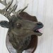 Miniature ELK MOUNT Faux Taxidermy Bull Elk Sporting Trophy Hunting ...
