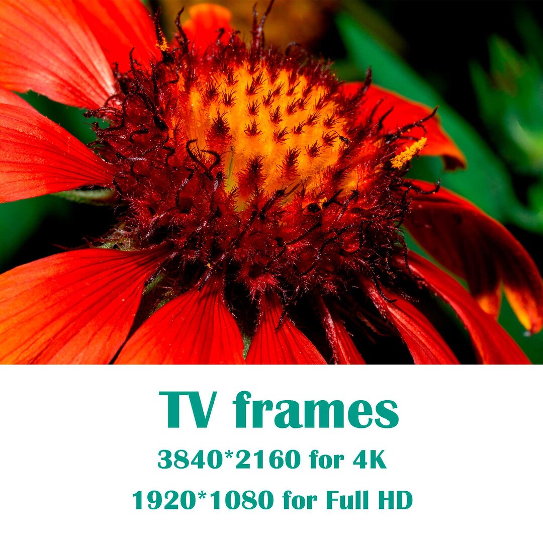 TV Frames 4k+full HD, Echo Show Frame, Indian Blanketflower Sundance ...