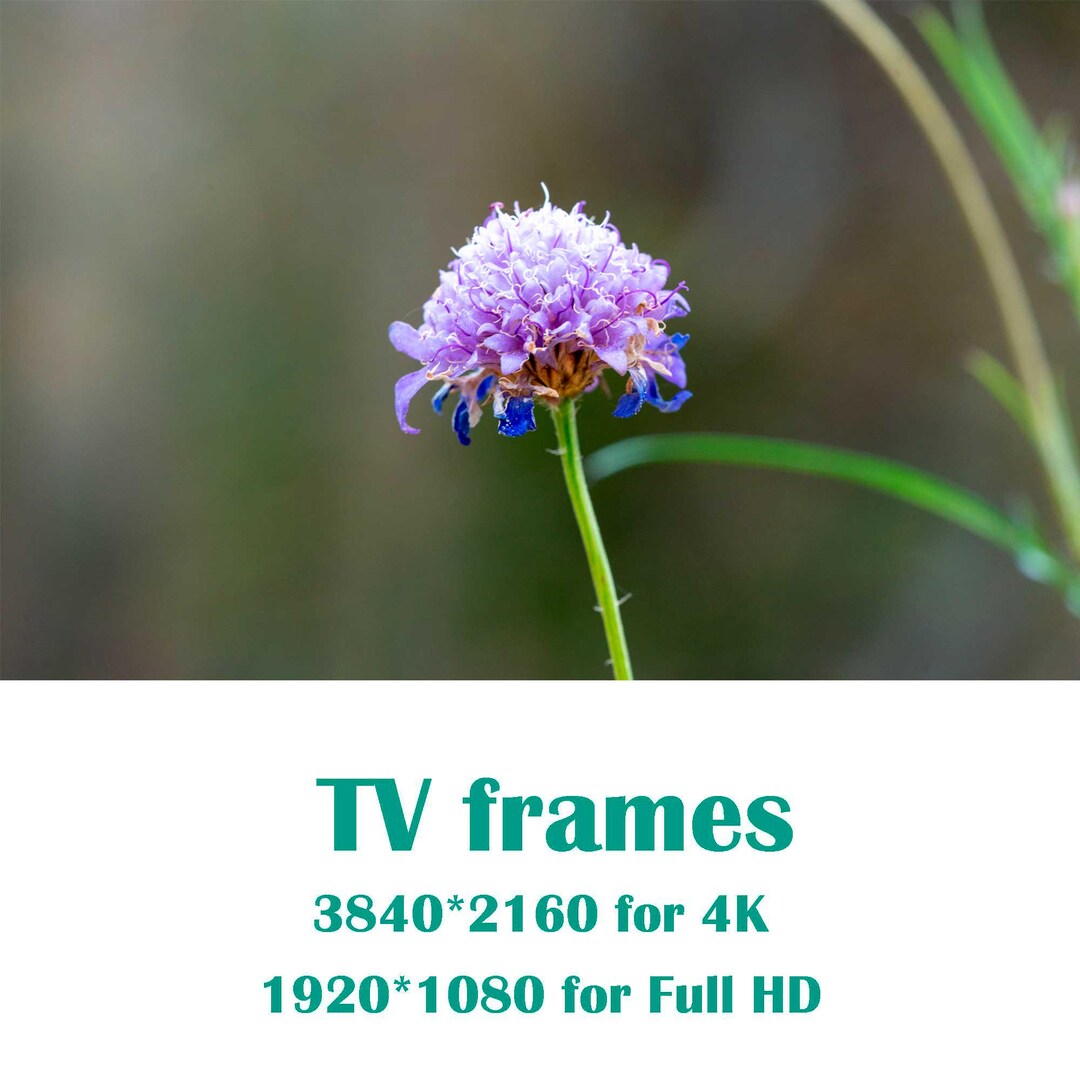 TV Frames 4k+full HD, Echo Show Frame, Field Scabious Flower, Macro ...