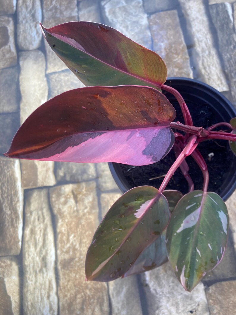 Philodendron Pink Princess - Etsy