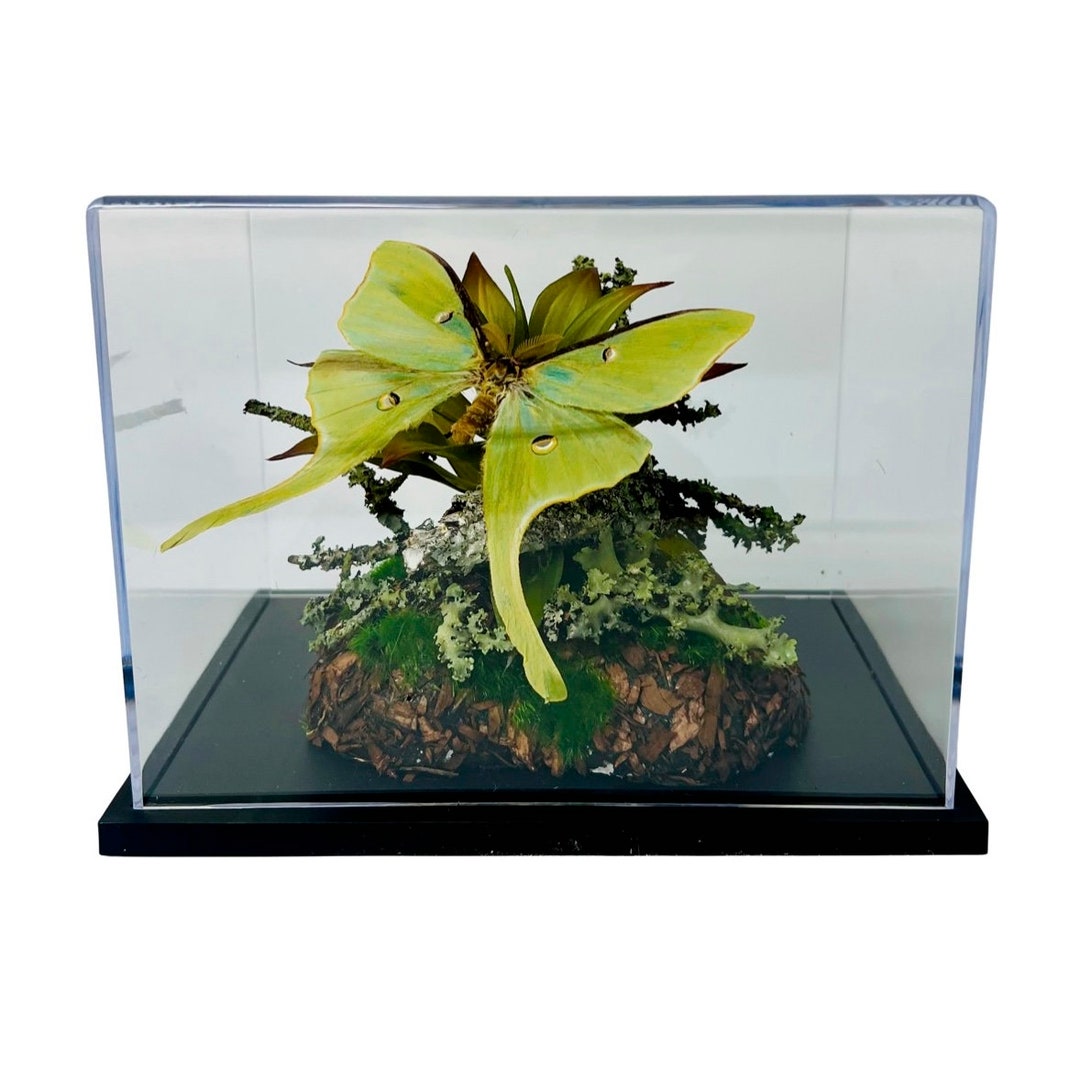 Real Luna Moth Diorama USA Saturniidae - 6x8x6 in - Etsy