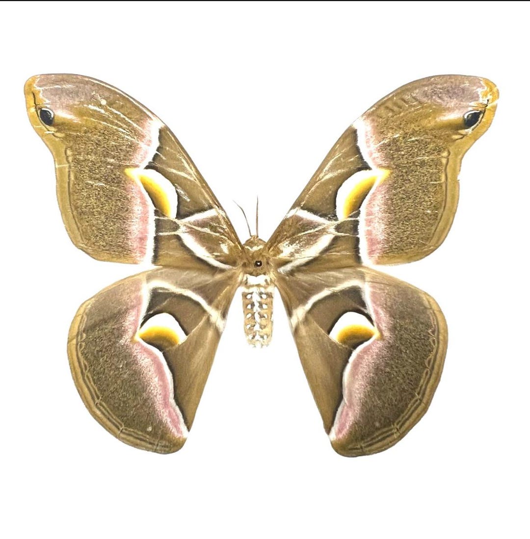 Samia Cynthia – Female REAL Moth, USA Reared From New Jersey Wild ...
