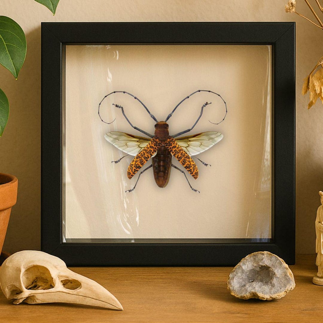 Estola Porcula Leopard-pattern Longhorn Beetle in 6x6 Shadowbox | Real ...