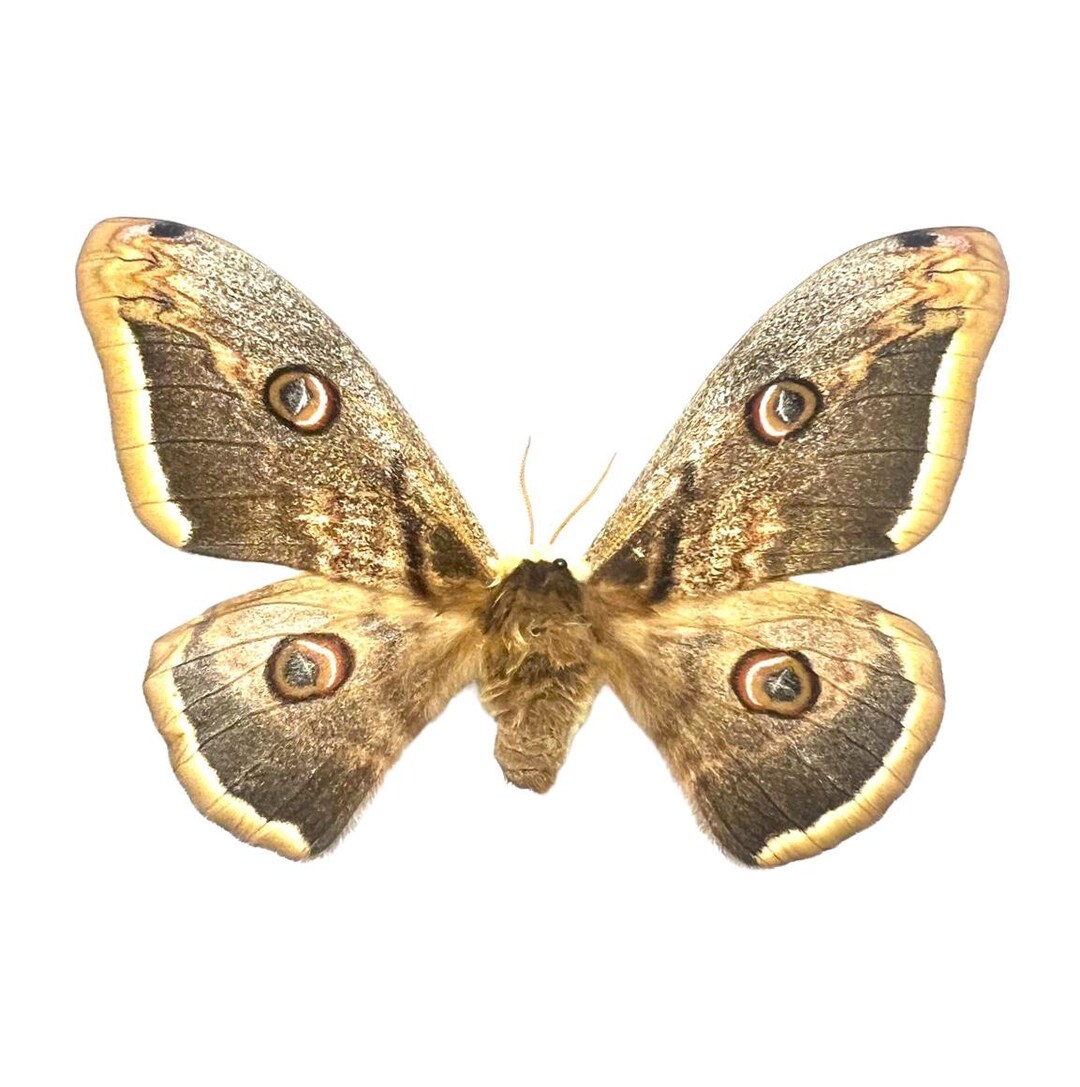 REAL Saturnia Pyri – REAL MOTH Mounted Specimen, Reared With Data ...