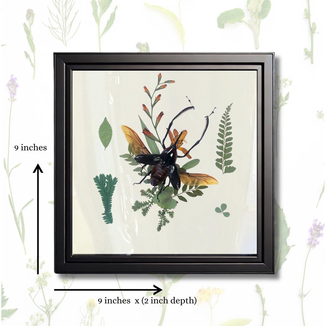 Real Beetle - Framed Botanical & Insect Diorama - Natural History Decor ...