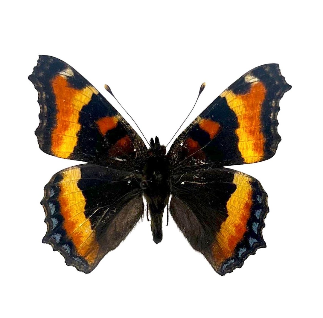 Milbert's Tortoiseshell REAL Butterfly – Aglais Milberti, Mounted ...
