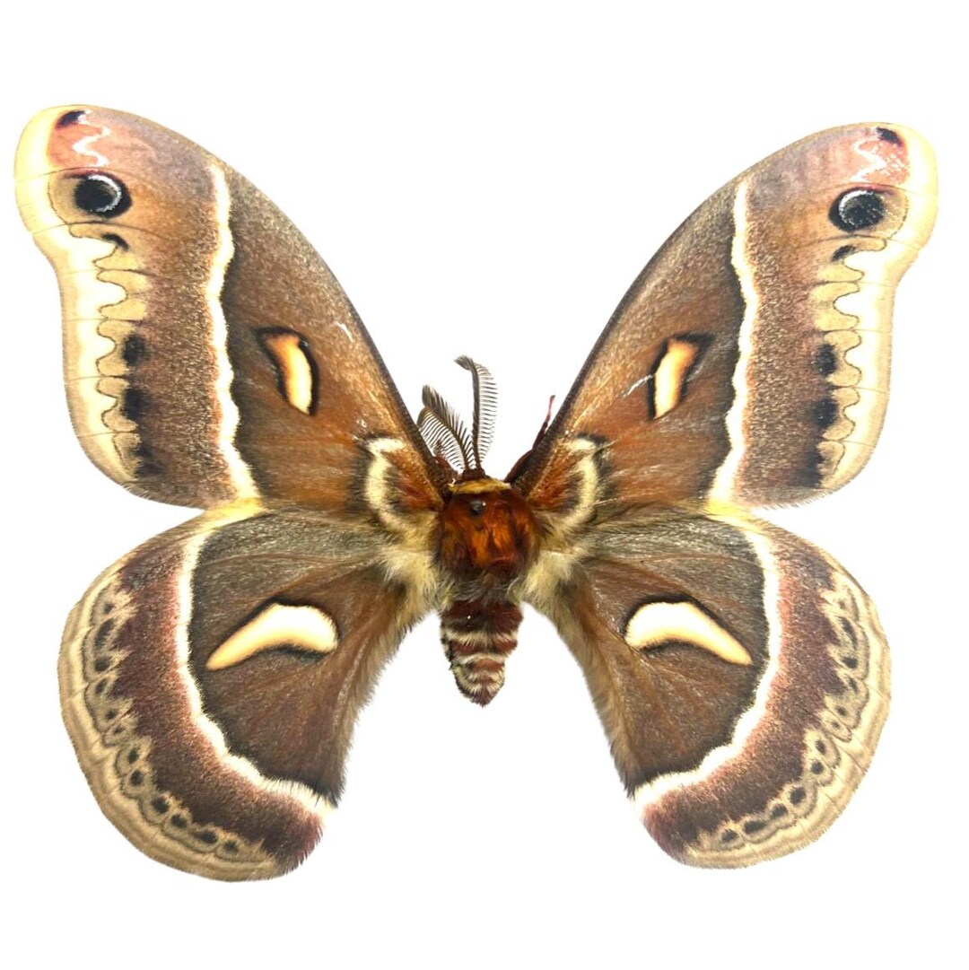 Hyalophora Cecropia × Euryalus (male) / Hybrid Silk Moth / Mounted ...