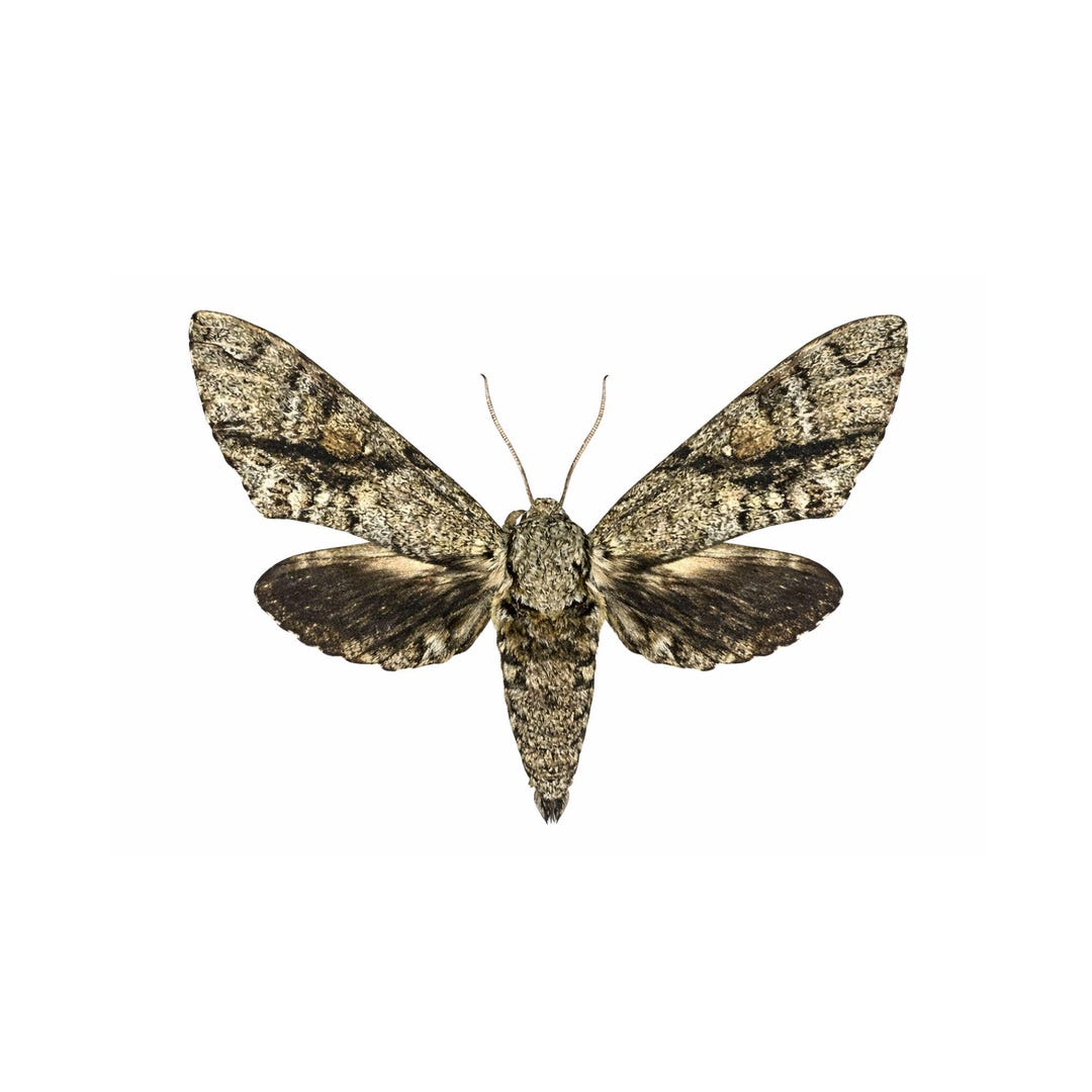 Manduca Jasminearum – Ash Sphinx REAL Moth, Mounted Specimen - USA - Etsy