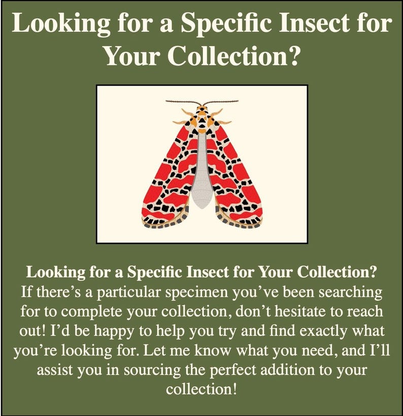 Manduca Jasminearum Ash Sphinx REAL Moth, Mounted Specimen USA - Etsy