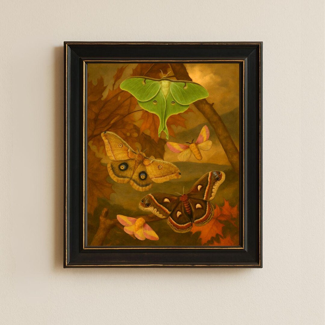 Framed Luna, Cecropia, Polyphemus & Rosy Maple Moth Print • Vintage ...