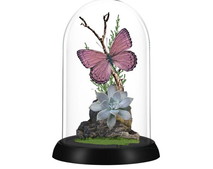 REAL - African Butterfly Diorama -6X4 Inch Dome Diorama -crenis ...