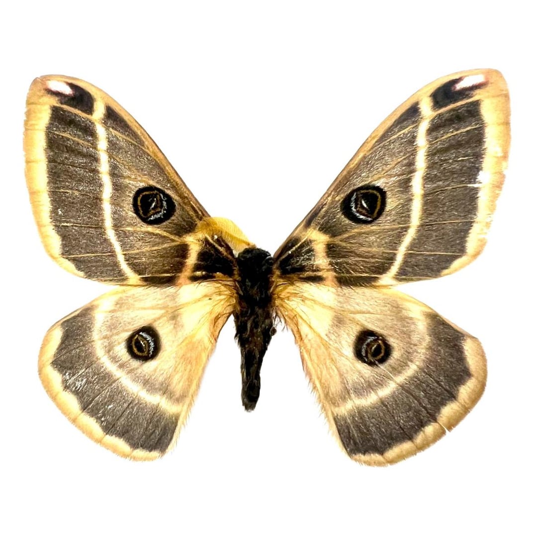 Agapema Homogena (male) / Mounted Specimen / Collector Quality - Etsy