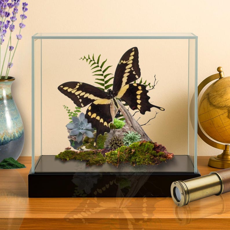 Real Giant Swallowtail Butterfly Diorama: USA Display (6x8x6 In) - Etsy ...