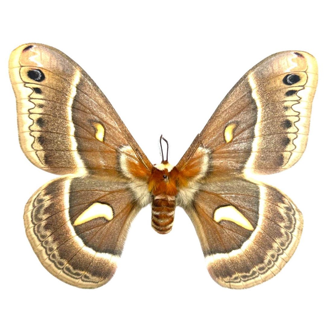 RARE Female Hybrid REAL Moth - Hyalophora Cecropia X Euryalus - Mounted ...
