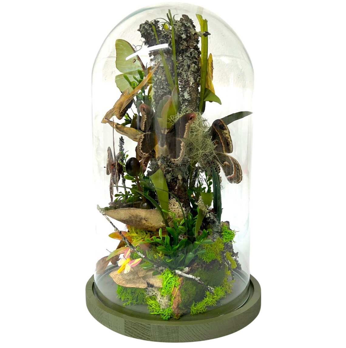 REAL LARGE Silk Moth Diorama 16X10 Inch Dome USA Saturniidae Luna ...