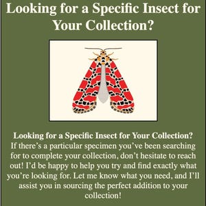 REAL LARGE Silk Moth Diorama 16X10 Inch Dome USA Saturniidae Luna ...