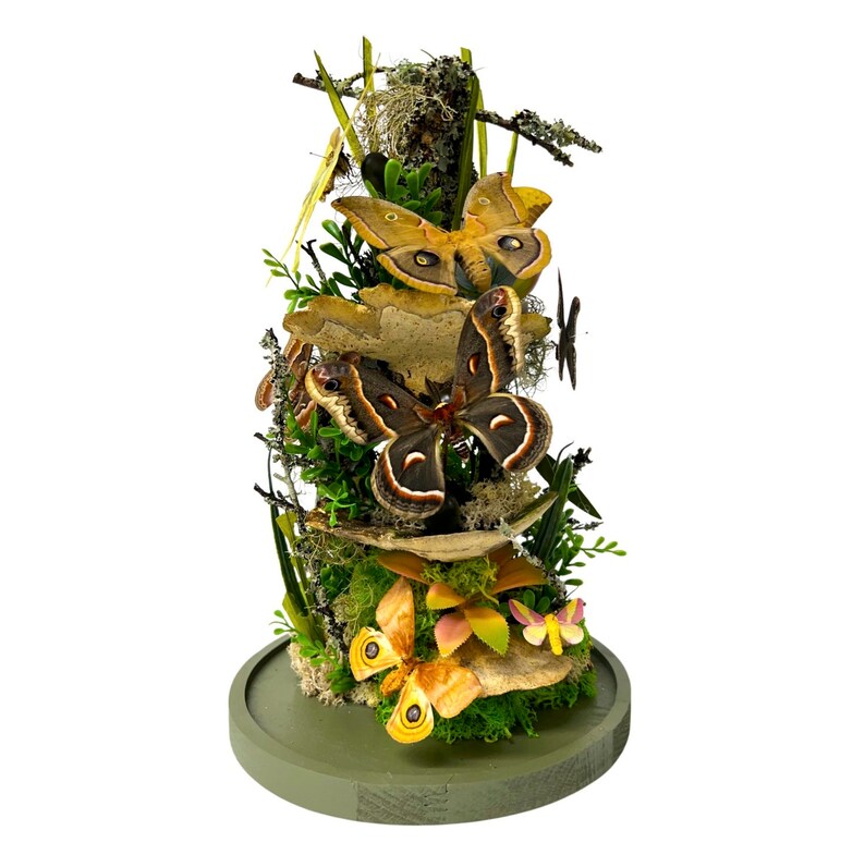 REAL LARGE Silk Moth Diorama 16X10 Inch Dome USA Saturniidae Luna ...