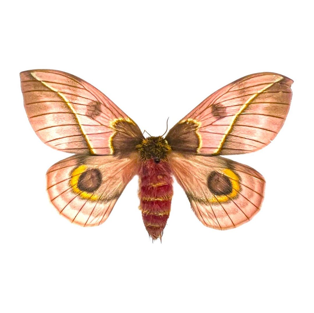 Automeris Frankae – Beautiful PINK REAL Moth, Mounted Specimen ...