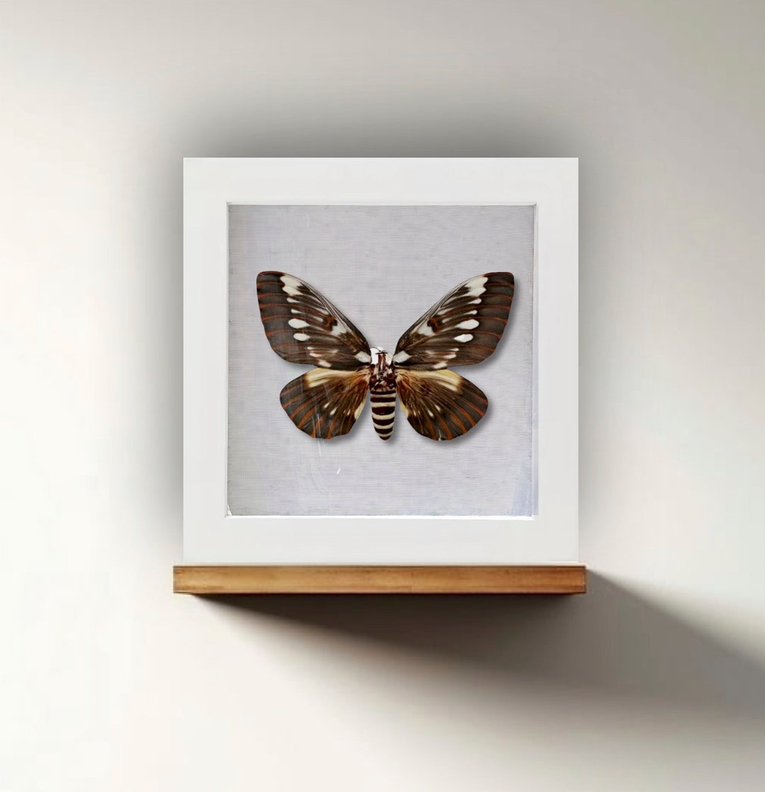 REAL Citheronia Splendens, the Splendid Royal Moth 6x6x1 Inch Shadowbox ...