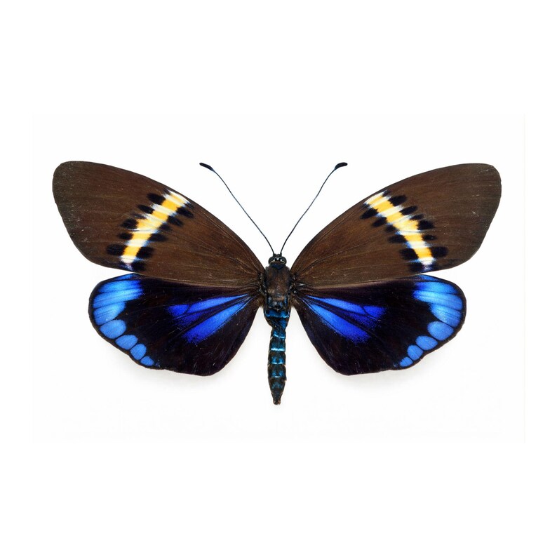 REAL - Moth Diorama -6X6X6 Inch Diorama - Eterusia Repleta - Zygaenidae ...
