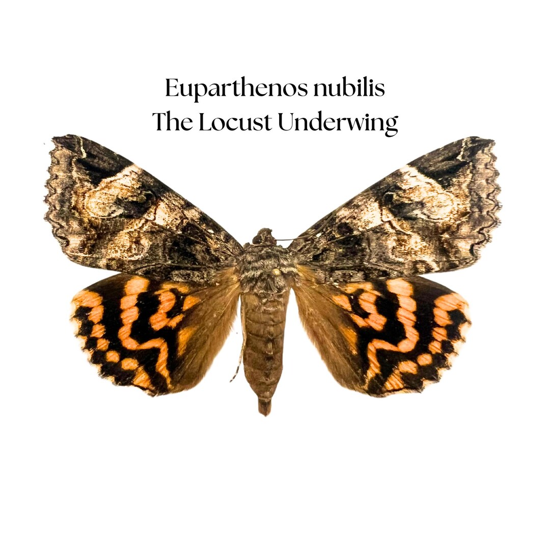 Locust Underwing Moth (euparthenos Nubilis) LARGE – REAL Brown and ...