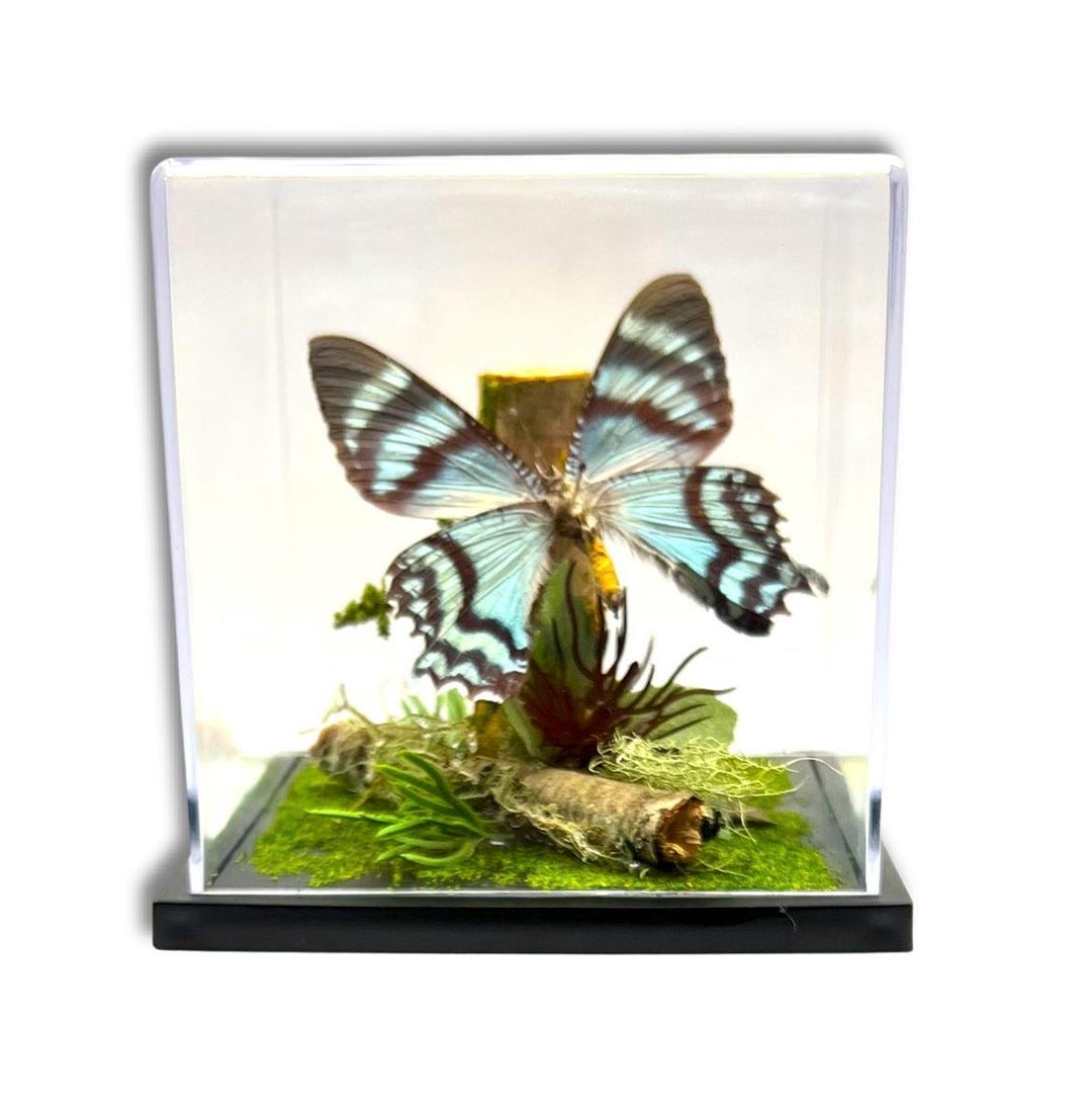 REAL - Moth Diorama -6X6X6 Inch Diorama - Alcides Orontes - Uraniidae ...