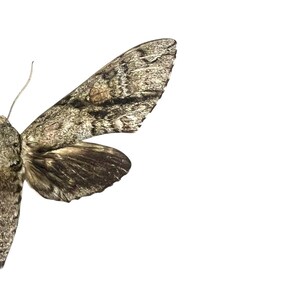 Manduca Jasminearum – Ash Sphinx REAL Moth, Mounted Specimen - USA - Etsy