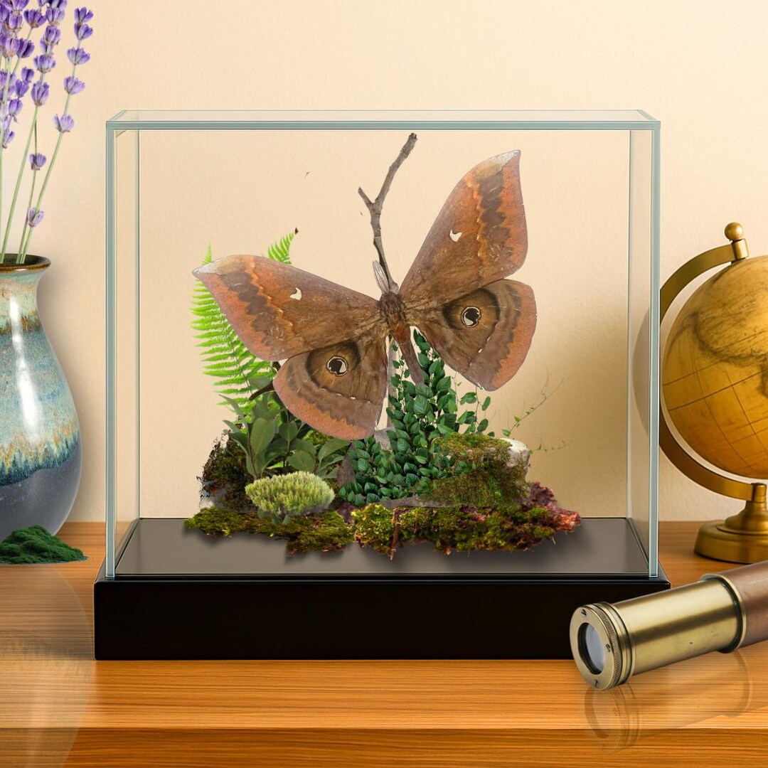 REAL Salassa Thespis Silkmoth Diorama – 6x8x6 Display - Etsy