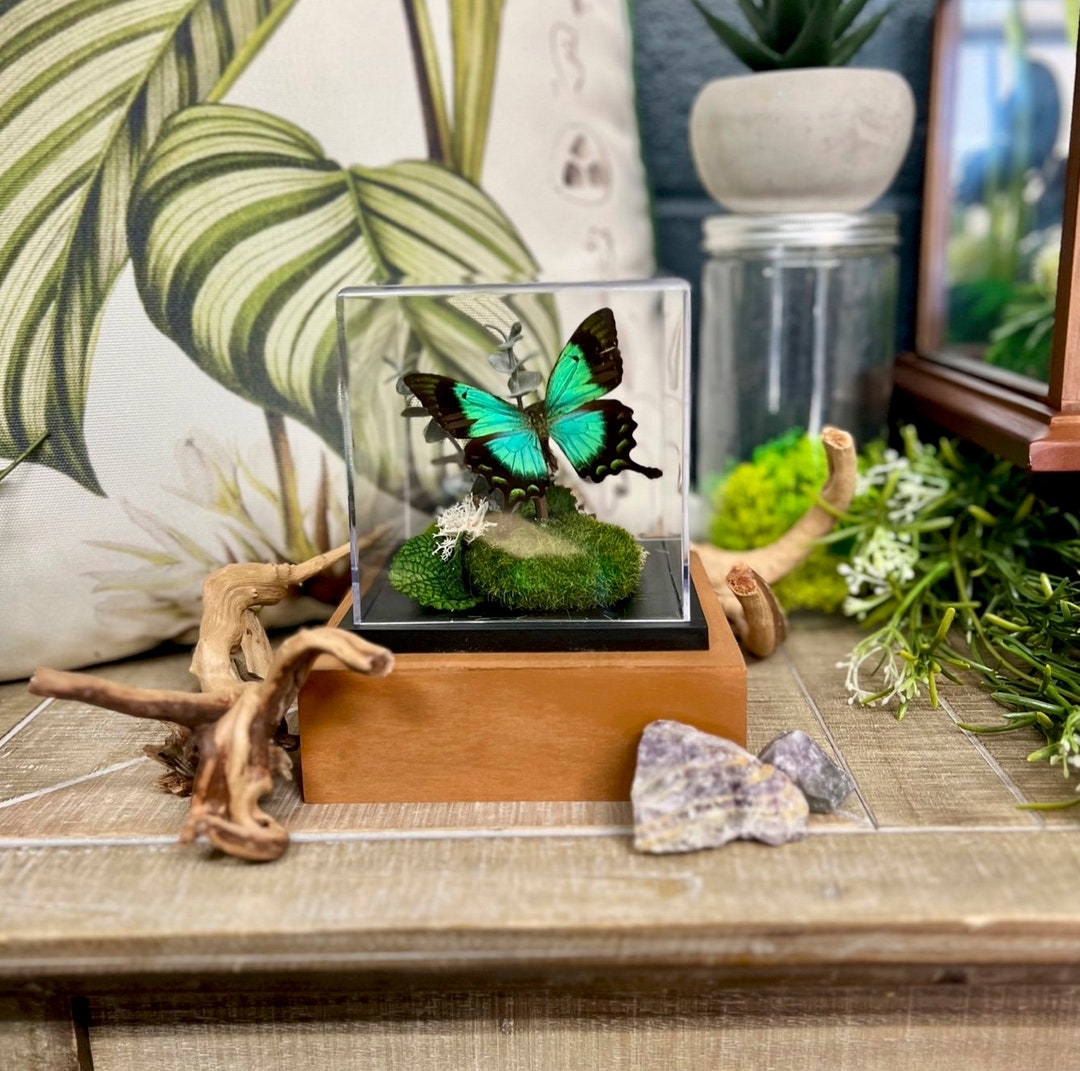Papilio Lorquinianus Blue-green Swallowtail Butterfly Diorama 6x6x6 ...