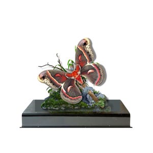 Real Cecropia Moth Diorama / North American Moth Display / Natural ...