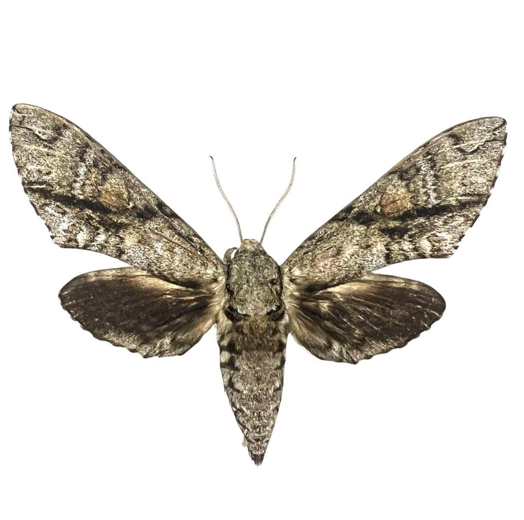 Manduca Jasminearum – Ash Sphinx REAL Moth, Mounted Specimen - USA - Etsy
