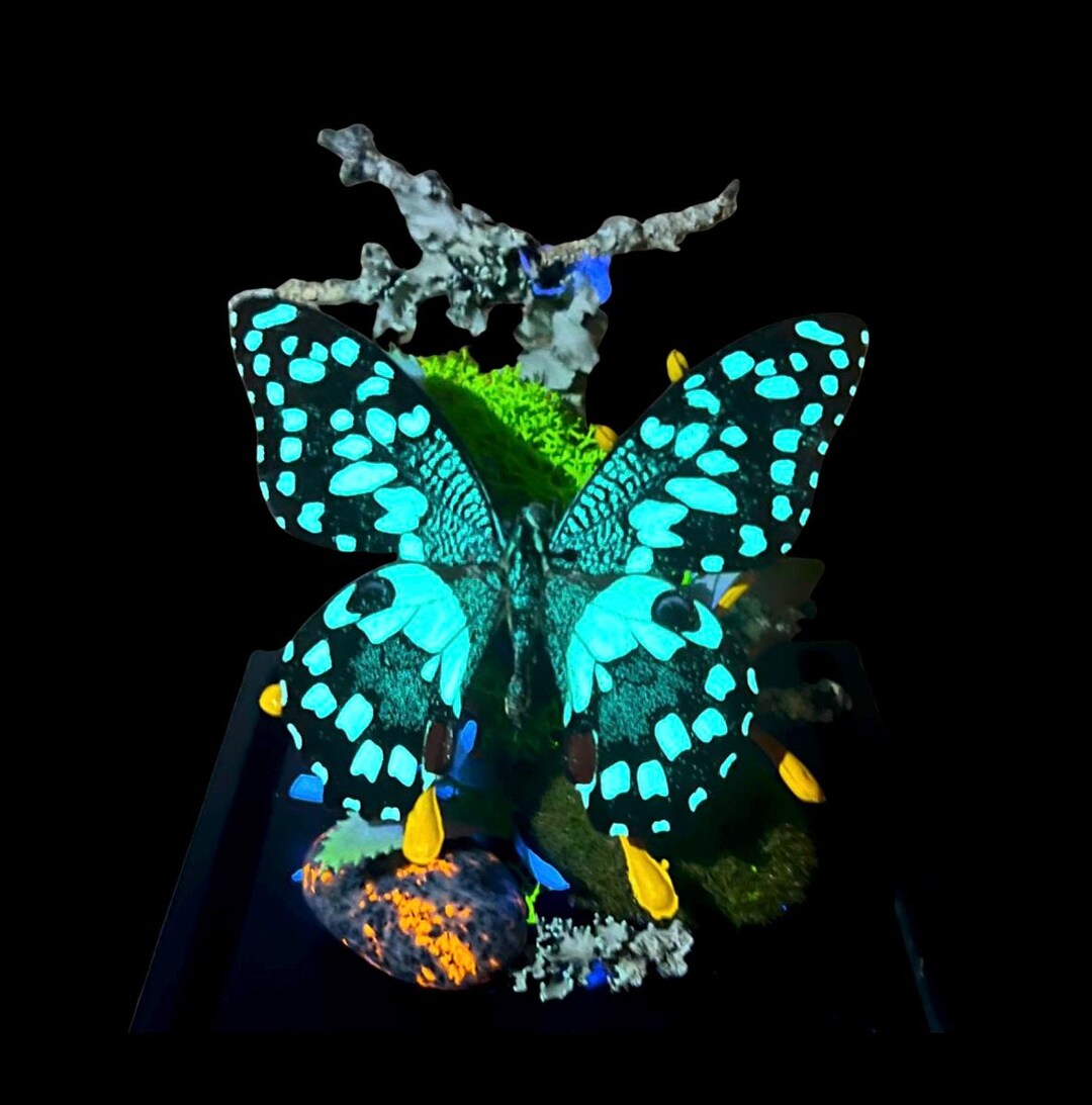 REAL - Unique UV Fluorescent Butterfly Diorama - Papilio Demoleus With ...