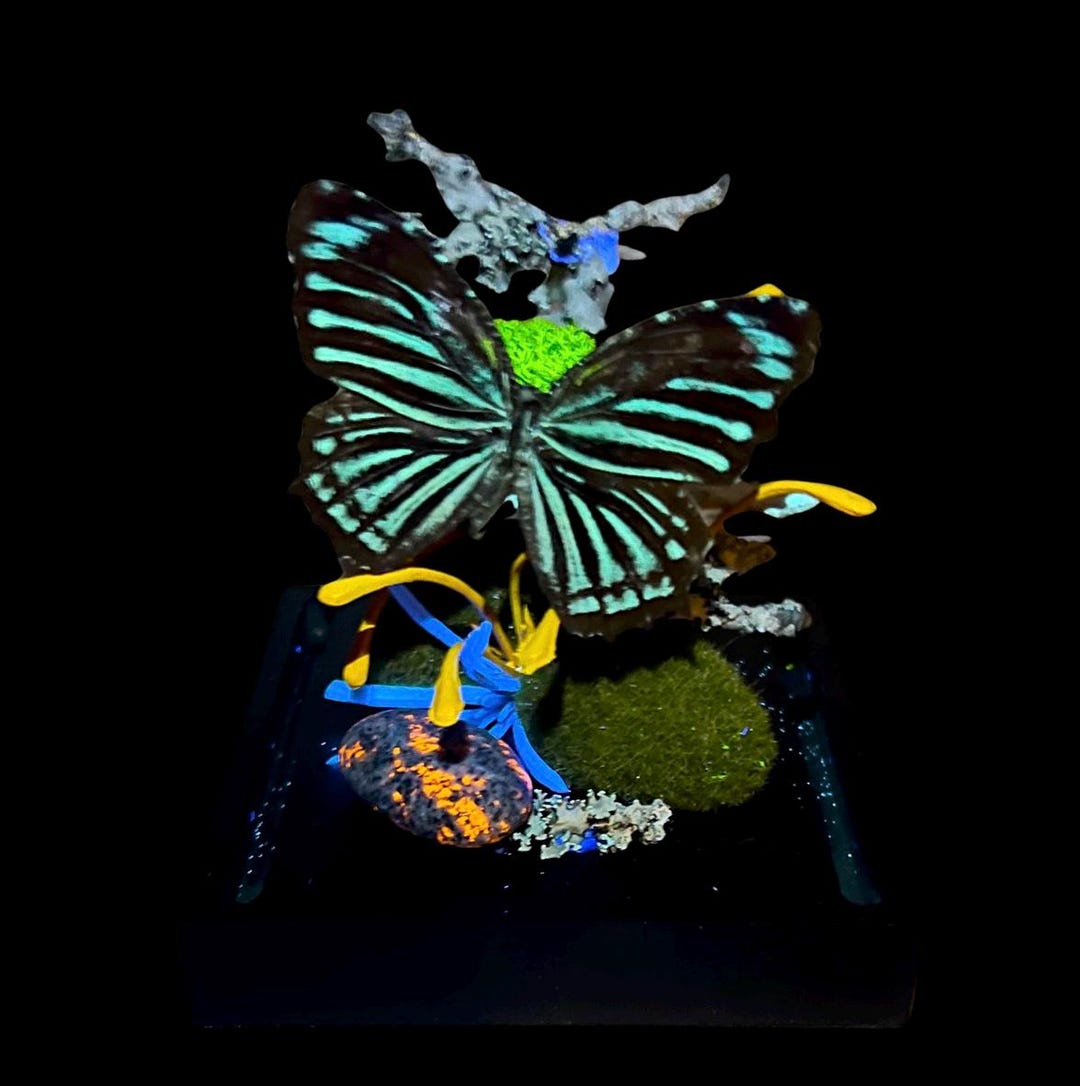 REAL - Unique UV Fluorescent Butterfly Diorama - Elymnias Lioneli With ...