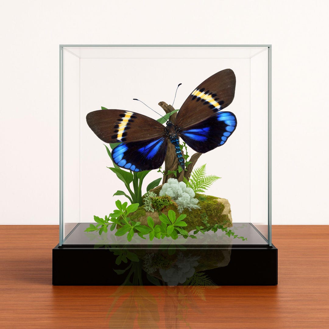 REAL - Moth Diorama -6X6X6 Inch Diorama - Eterusia Repleta - Zygaenidae ...