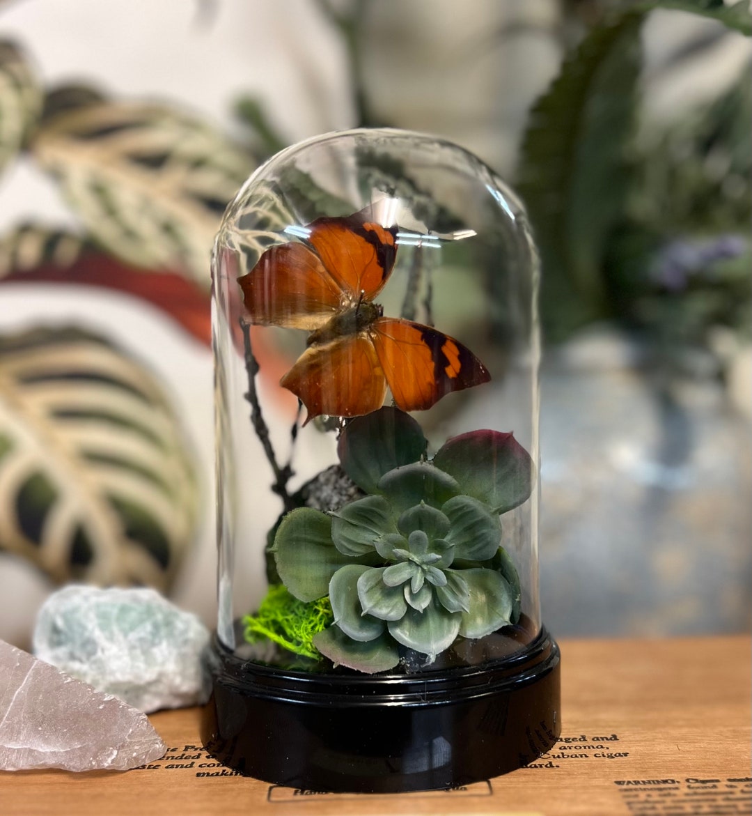 REAL Butterfly Diorama 6X4 Inch Dome Diorama Anaea Ryphea - Etsy