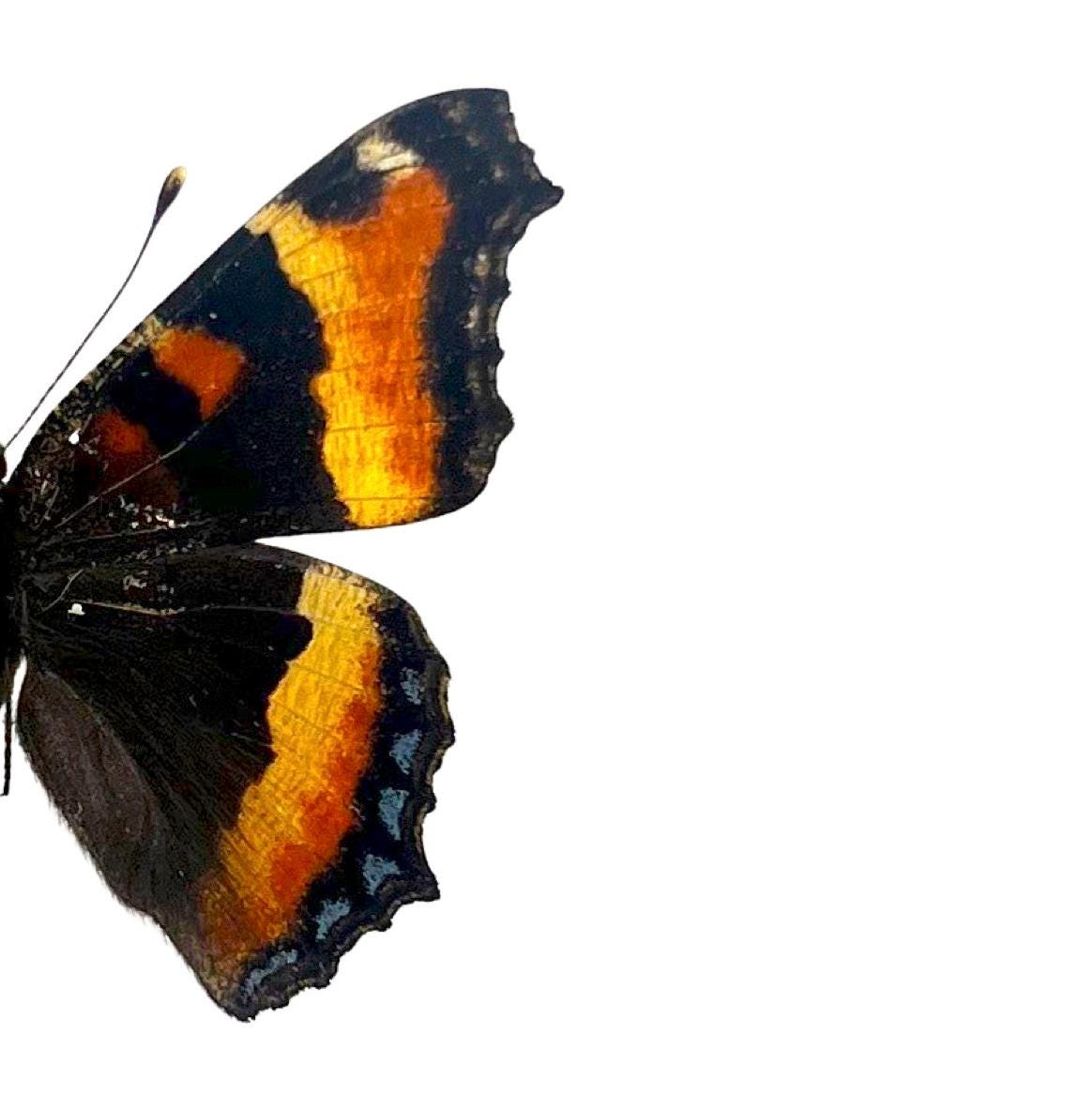 Aglais Milberti / Milbert’s Tortoiseshell Butterfly / Mounted Specimen ...