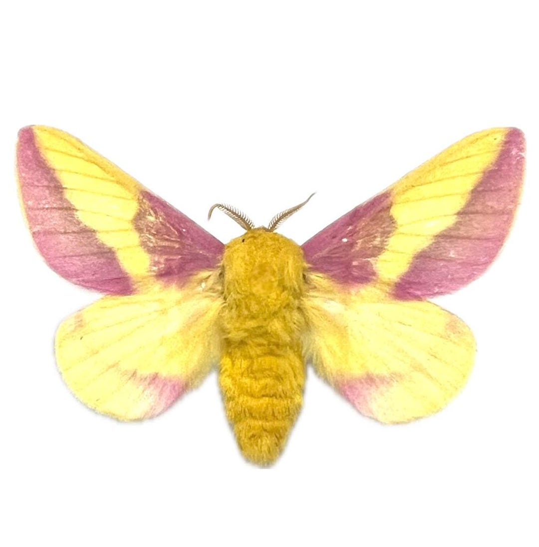 Dryocampa Rubicunda – REAL Pink Rosy Maple Moth, Mounted Specimen - USA ...