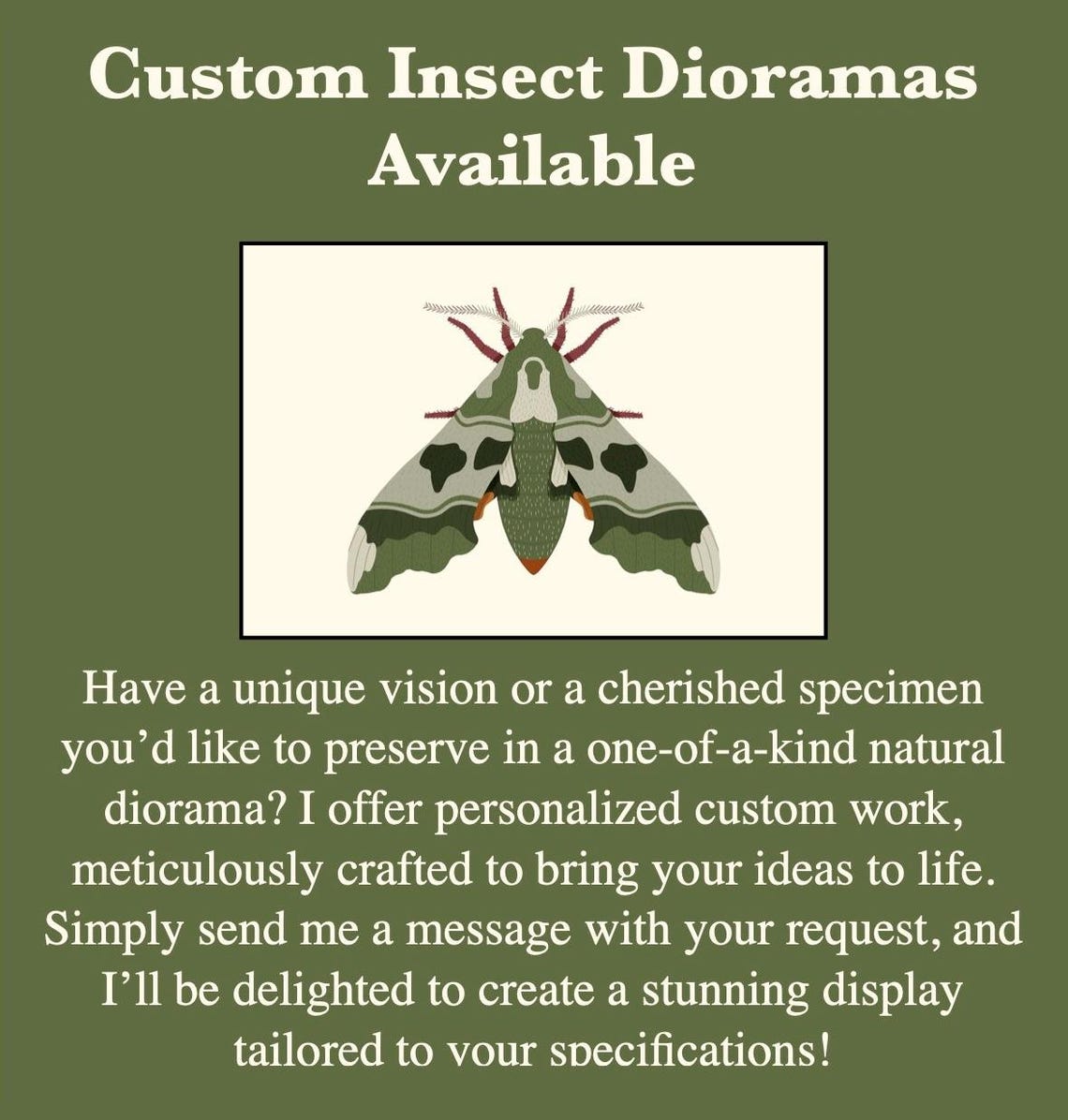 Manduca Jasminearum Ash Sphinx REAL Moth, Mounted Specimen USA - Etsy