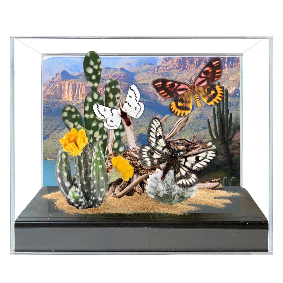 Real Desert Day Flying Moths Diorama USA Saturniidae - 6x8x6 in No. 1 ...