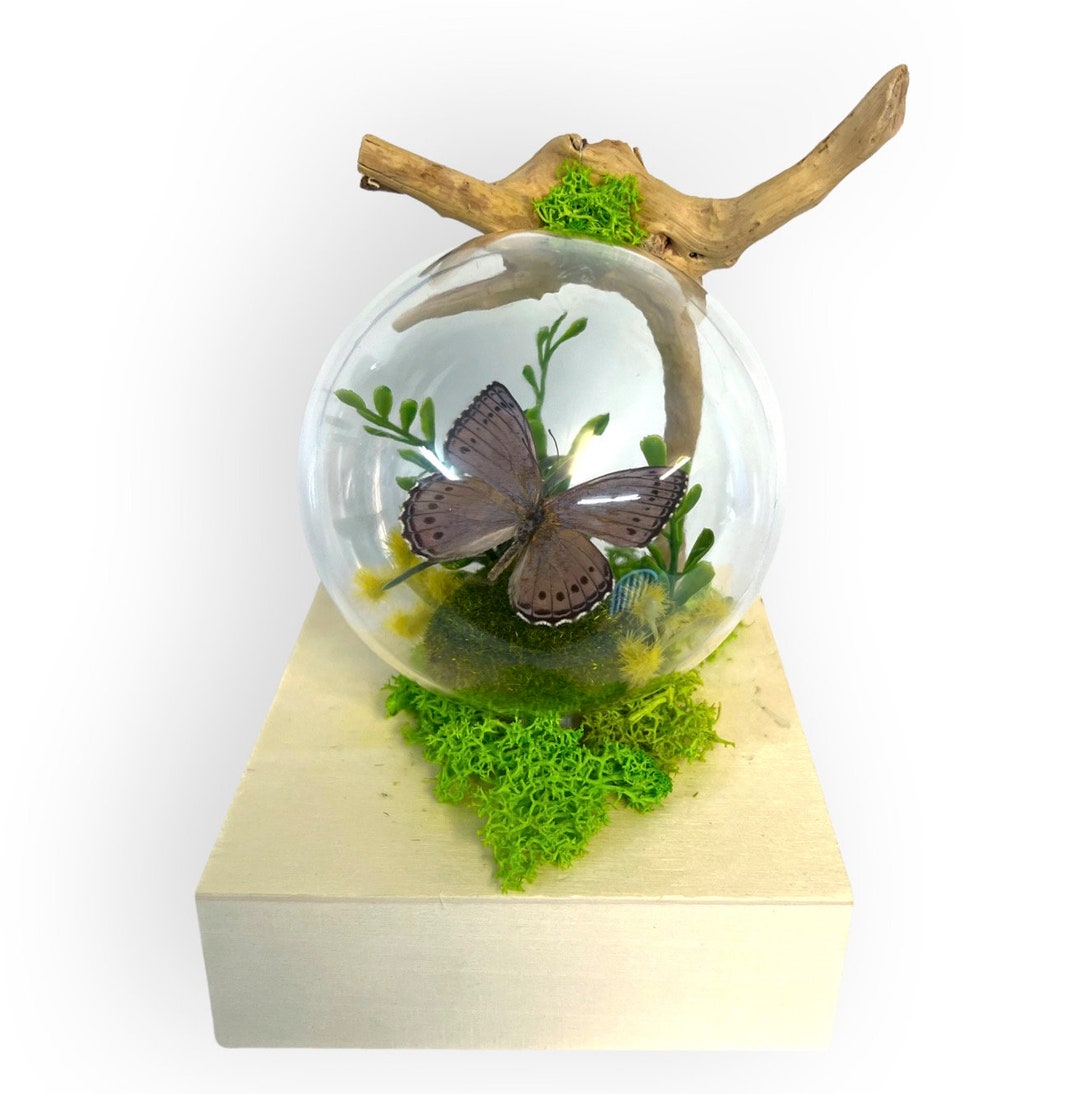 REAL African Butterfly Diorama 7x5x5 sphere Diorama 4 - Etsy