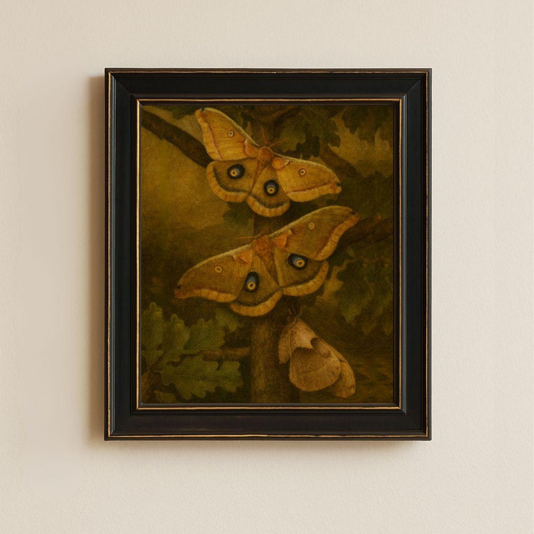 Framed Polyphemus Moth Print • Vintage Moth Wall Decor • Silkmoth ...