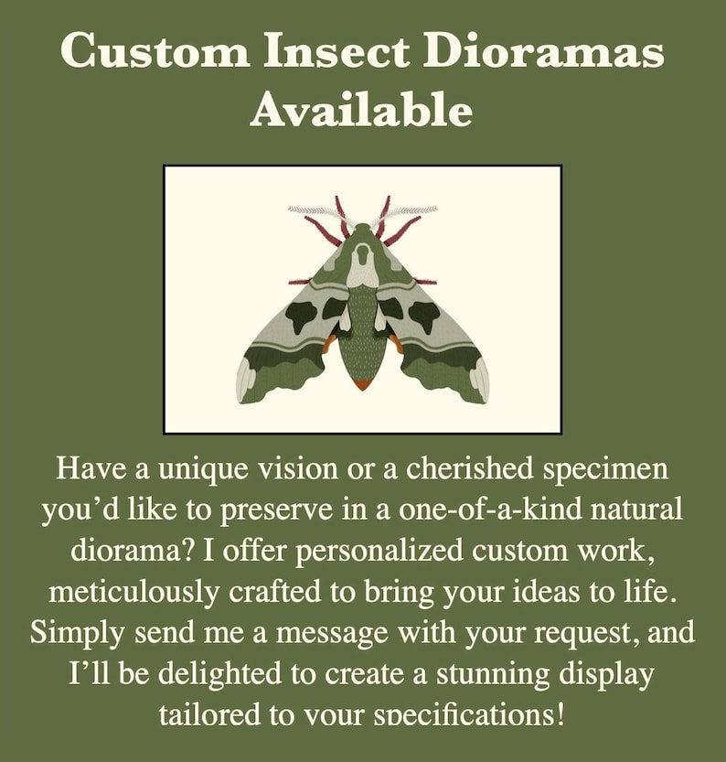REAL - South America Butterfly Diorama -6X4 Inch Dome Diorama - Eunica ...