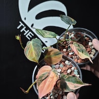 US Seller Philodendron Mican Aurea Variegated (pink Colored) - Etsy