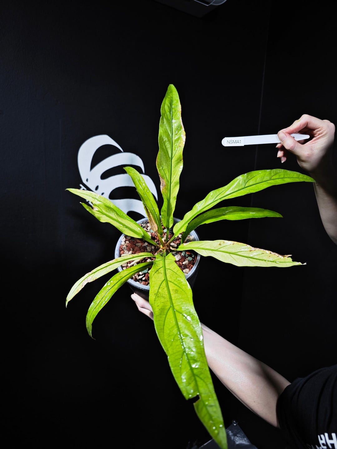 US Seller Anthurium Scorpiones Mint - Etsy