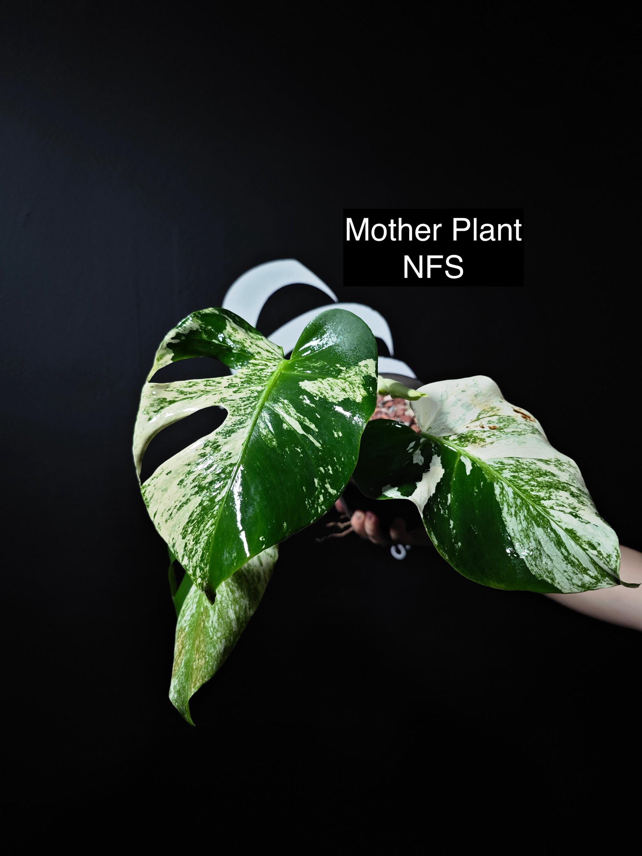 US Seller Monstera White Tear - Etsy