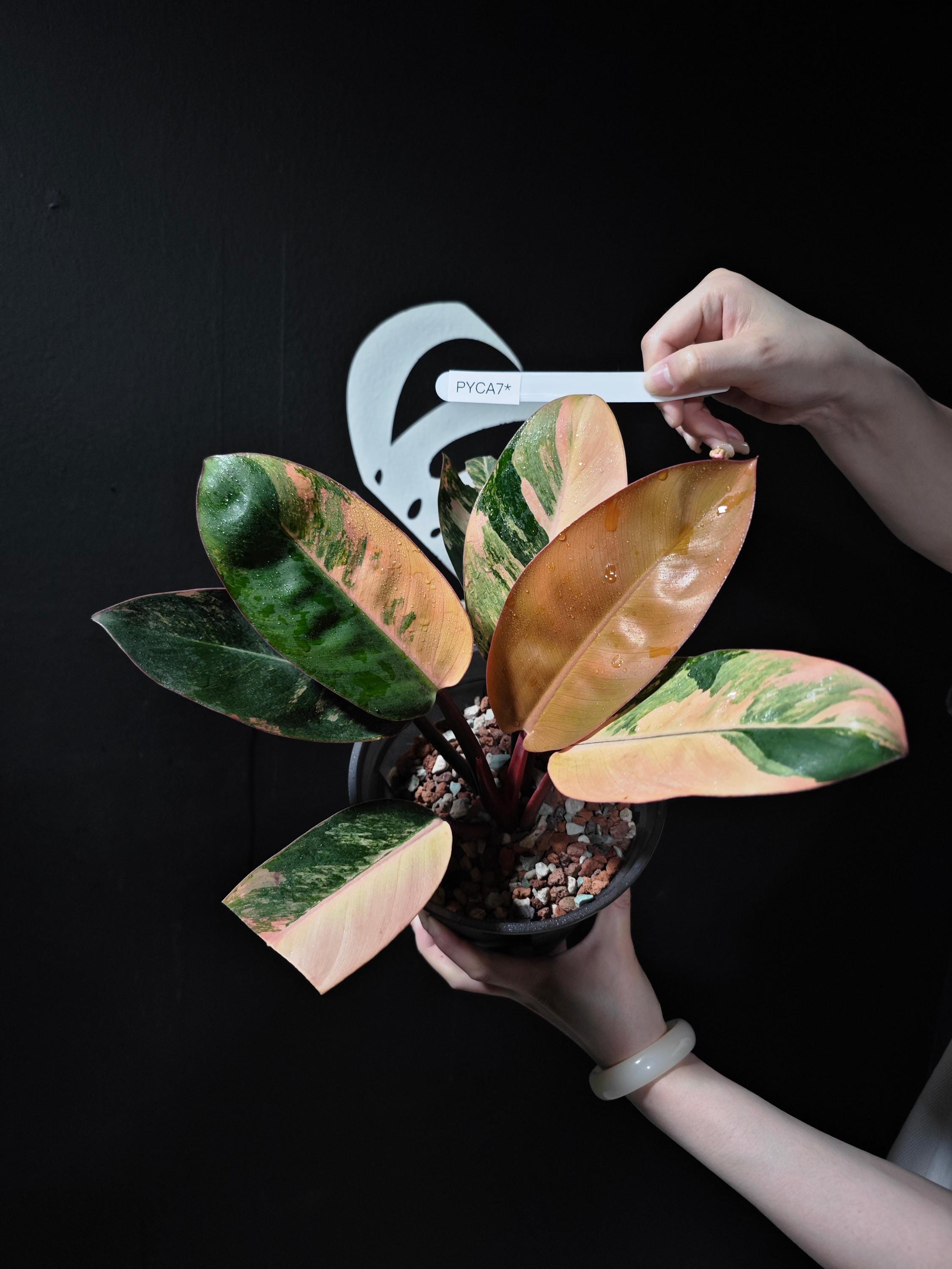 US Seller Philodendron Yellow Congo - Etsy