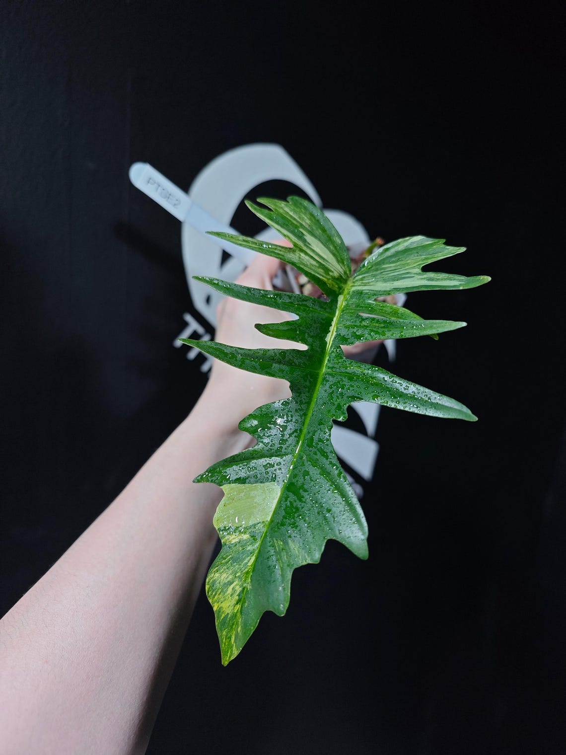 US Seller Philodendron Florida Beauty X Tortum Var - Etsy