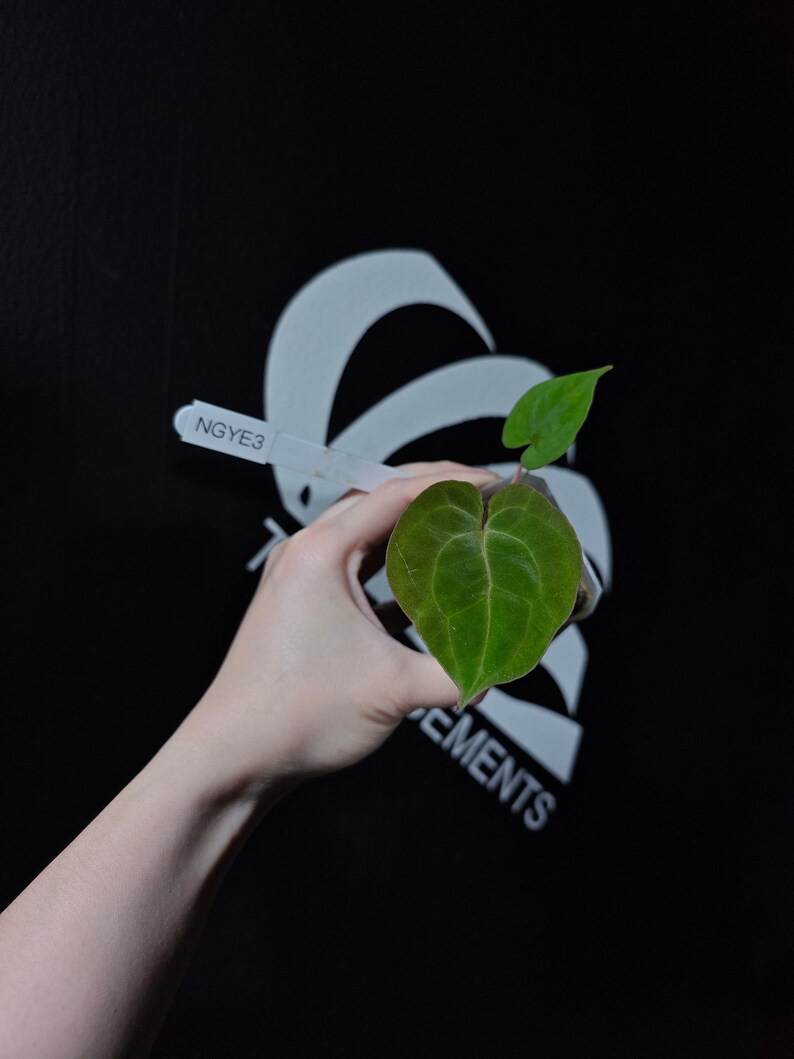 Anthurium Papilliaminum Variegated X Papilliaminum Guna Yala Seeding - Etsy