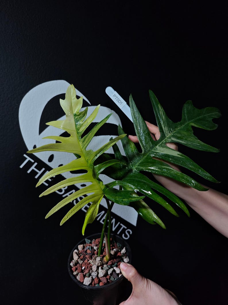 US Seller Philodendron Florida Beauty X Tortum Var - Etsy